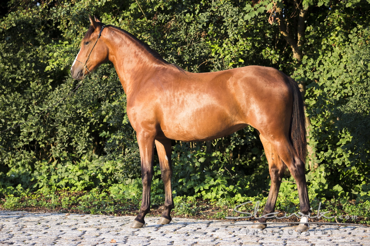 Weng Deseada Iberisches Sportpferd Galerie - Gutshof Weng