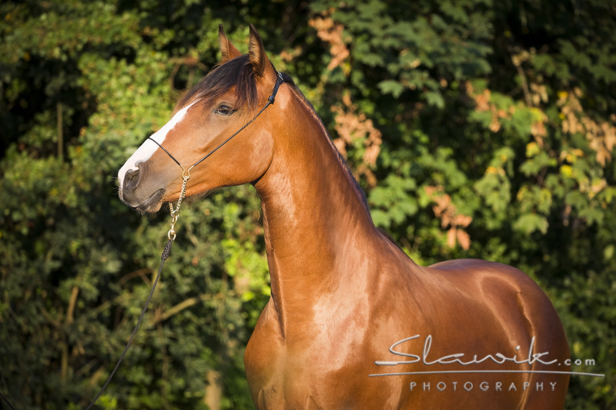 Weng Deseada Iberisches Sportpferd Galerie - Gutshof Weng