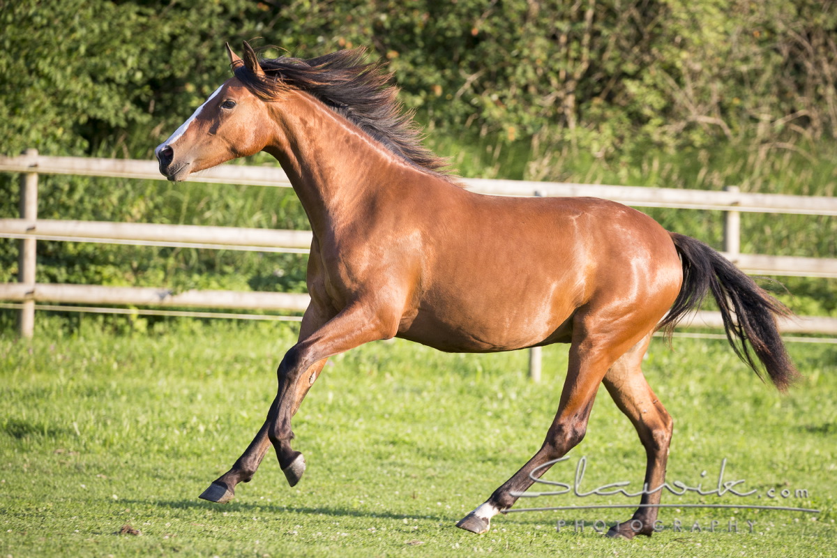Weng Deseada Iberisches Sportpferd Galerie - Gutshof Weng