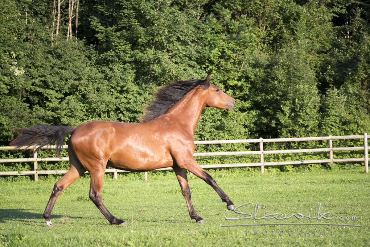 Weng Deseada Iberisches Sportpferd Galerie - Gutshof Weng