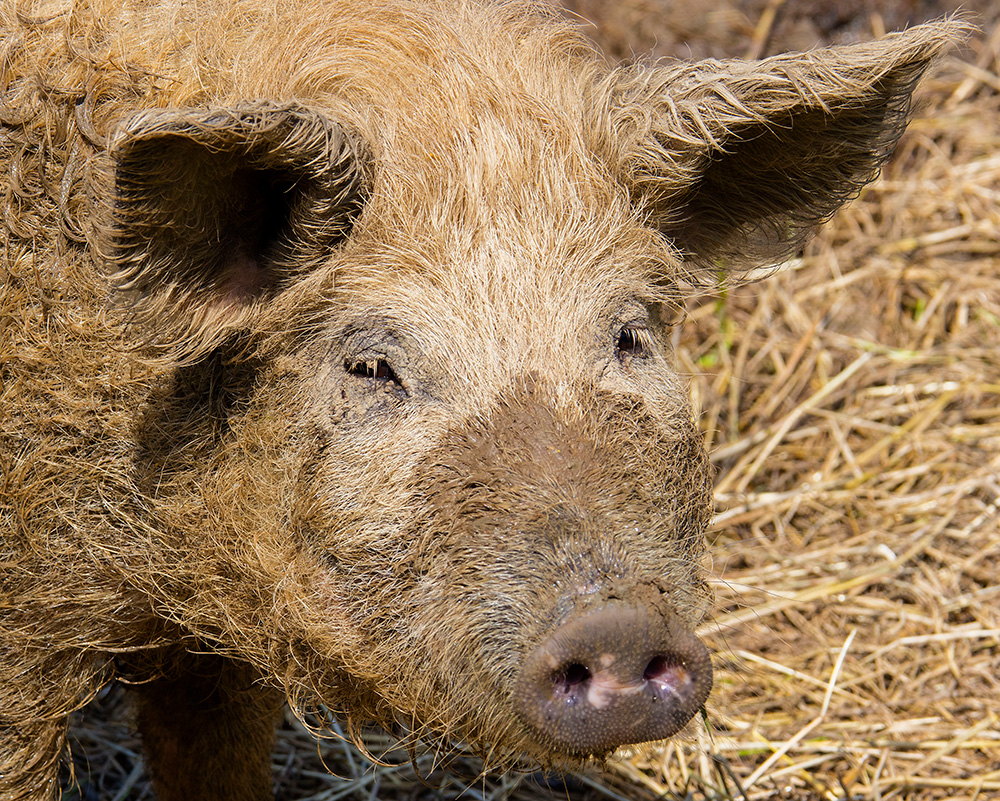 Mangalitza Wollschweine - Gutshof Weng